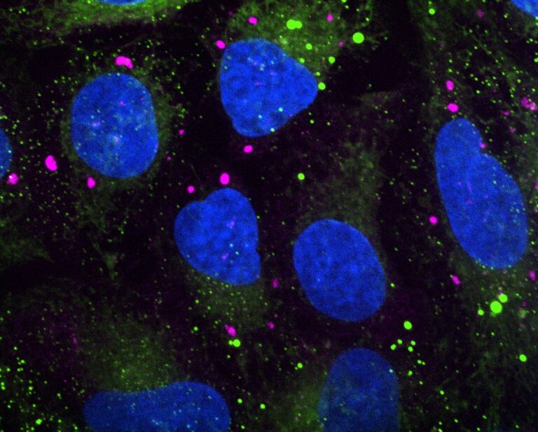 Drug Development - Calico